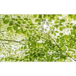 Komar Vliestapete &raquo;Digitaldruck Vlies - Im Fr&uuml;hlingswald - Gr&ouml;&szlig;e 450 x 280 cm&laquo; bedruckt glatt Wohnzimmer, Schlafzimmer gr&uuml;n Vlies B/L: 450m x 280m, Rollen: 