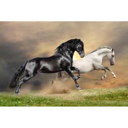 papermoon Fototapete &raquo;Black and White Horses&laquo; glatt bunt Vlies B/L: 4m x 2,6m, Bahnen: 8 Stk.