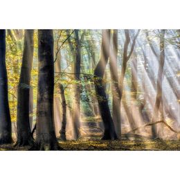 ARCHITECTS PAPER Fototapete &raquo;The Enchanted Forest&laquo; Vlies, Wand, Schr&auml;ge bunt Vlies B/L: 4m x 2,7m