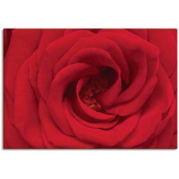 Artland Leinwandbild &raquo;Rote Rose&laquo; Blumen 1 Stk. tlg. auf Holzrahmen gespannt rot B/H/T: 100cm x 70cm, Leinwandbild Blumen, 1 Stk.