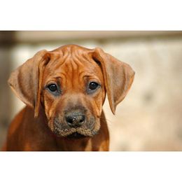 papermoon Fototapete &raquo;Rhodesian Ridgeback Welpe&laquo; bunt Vlies B/L: 4m x 2,6m, Rollen: 1