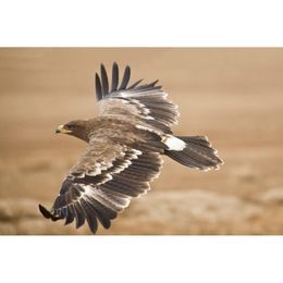 papermoon Fototapete &raquo;Der Steppenadler&laquo; bunt Vlies B/L: 3m x 2,2m, Rollen: 1