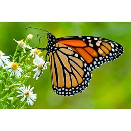 papermoon Fototapete &raquo;Monarch Butterfly&laquo; glatt bunt Vlies B/L: 5m x 2,8m, Bahnen: 10 Stk.