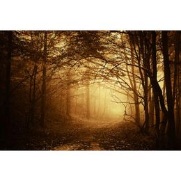 papermoon Fototapete &raquo;Dunkler Wald&laquo; bunt Vlies B/L: 3m x 2,23m, Bahnen: 6 Stk.