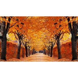 papermoon Fototapete &raquo;Autumn Alley&laquo; glatt bunt Vlies B/L: 5m x 2,8m, Bahnen: 10 Stk.
