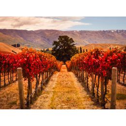 papermoon Fototapete &raquo;Autumn Vineyard&laquo; glatt bunt Vlies B/L: 2,5m x 1,86m, Bahnen: 5 Stk.