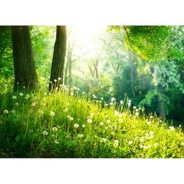 papermoon Fototapete &raquo;Green Grass and Trees&laquo; glatt bunt Vlies B/L: 3m x 2,23m, Bahnen: 6 Stk.
