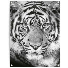 Reinders Poster &raquo;Tigerblick&laquo; schwarz Leinwand B/H/T: 60cm x 80cm x 0,1cm