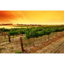 papermoon Fototapete &raquo;Sunrise Vineyard&laquo; glatt bunt Vlies B/L: 2m x 1,49m, Bahnen: 4 Stk.