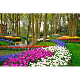 papermoon Fototapete &raquo;Tulips in Keukenhof Park&laquo; glatt bunt Vlies B/L: 2m x 1,49m, Bahnen: 4 Stk.