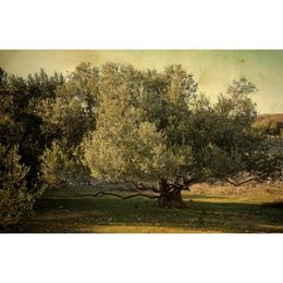 papermoon Fototapete &raquo;B&Auml;UME-NATUR LANDSCHAFT WALD BAUM PFLANZEN WANDBILD XXL&laquo; bunt Vlies B/L: 4m x 2,6m, Bahnen: 8 Stk.
