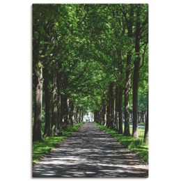 Artland Leinwandbild &raquo;Allee in der Karlsaue in Kassel&laquo; B&auml;ume 1 Stk. tlg. auf Holzrahmen gespannt gr&uuml;n Leinwand B/H/T: 40cm x 60cm, Leinwandbild B&auml;ume 