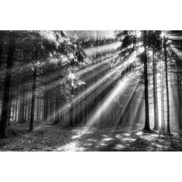 papermoon Fototapete &raquo;Wood Glade&laquo; glatt bunt Vlies B/L: 4m x 2,6m