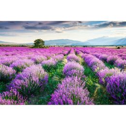 papermoon Fototapete &raquo;Lavende Garten&laquo; bunt Vlies B/L: 5m x 2,8m, Bahnen: 10 Stk.