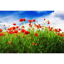 papermoon Fototapete &raquo;Red Poppies&laquo; glatt bunt Vlies B/L: 4m x 2,6m, Bahnen: 8 Stk.