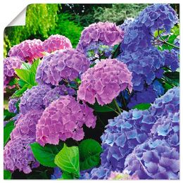 Artland Wandbild &raquo;Hortensien im Garten&laquo; Blumen 1 Stk. tlg. als Alubild, Leinwandbild, Poster in verschied. Gr&ouml;&szlig;en lila B/H/T: 70cm x 70cm, Poster Blumen 