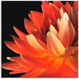 Artland Leinwandbild &raquo;Rote Dahlie&laquo; Blumen 1 Stk. tlg. auf Holzrahmen gespannt rot Leinwand B/H/T: 50cm x 50cm, Leinwandbild Blumen quadratisch, 1 Stk.