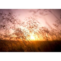 papermoon Fototapete &raquo;Summer Dry Grass&laquo; glatt bunt Vlies B/L: 5m x 2,8m, Bahnen: 10 Stk.