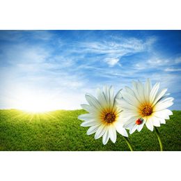 papermoon Fototapete &raquo;Spring Daisies&laquo; glatt bunt Vlies B/L: 2,5m x 1,86m, Bahnen: 5 Stk.