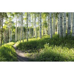 papermoon Fototapete &raquo;Birch Hiking Trail&laquo; glatt bunt Vlies B/L: 2,5m x 1,86m, Bahnen: 5 Stk.