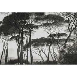 ARCHITECTS PAPER Fototapete &raquo;Atelier 47 Treetops 2&laquo; Wald glatt Vlies, Wand, Schr&auml;ge, Decke grau Vlies B/L: 4m x 2,7m