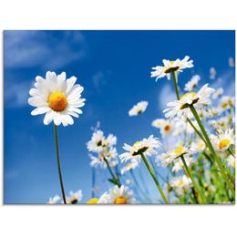 Artland Glasbild &raquo;G&auml;nsebl&uuml;mchen&laquo; Blumenwiese 1 Stk. tlg. in verschiedenen Gr&ouml;&szlig;en blau B/H/T: 80cm x 60cm, Glasbild Blumenwiese, 1 Stk.
