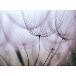 papermoon Fototapete &raquo;Purple Abstract Dandelion&laquo; glatt bunt Vlies B/L: 3,5m x 2,6m, Bahnen: 7 Stk.