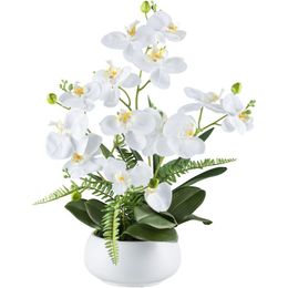 Creativ green Kunstorchidee &raquo;Orchidee Phalaenopsis&laquo; mit Farnzweigen wei&szlig; Kunststoff B/H/L: 55cm, 1 Stk.