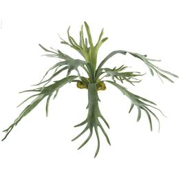 Creativ green Kunstpflanze &raquo;Geweihfarn&laquo; mit 12 Farnwedeln gr&uuml;n Kunststoff B/H/L: 80cm, 1 Stk.