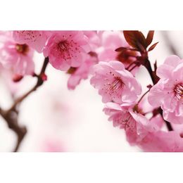 papermoon Fototapete &raquo;Peach Blossom&laquo; glatt bunt Vlies B/L: 5m x 2,8m, Bahnen: 10 Stk.