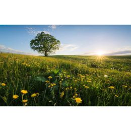Komar Vliestapete &raquo;Digitaldruck Vlies - Fr&uuml;hling auf dem Land - Gr&ouml;&szlig;e 450 x 280 cm&laquo; bedruckt glatt Wohnzimmer, Schlafzimmer bunt Vlies B/L: 450m x 280m, 