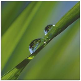 Artland Glasbild &raquo;Wassertropfen auf Grashalm&laquo; Gr&auml;ser 1 Stk. tlg. in verschiedenen Gr&ouml;&szlig;en gr&uuml;n B/H/T: 40cm x 40cm, Glasbild Gr&auml;ser quadratisch, 1 Stk.