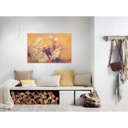 A.S. Cr&eacute;ation Leinwandbild &raquo;Dandelion&laquo; Gem&auml;lde Kunst 1 Stk. tlg. Pusteblume Keilrahmen Leinwand-Bild Wohnzimmer modern Wandbild Kinder bunt Holz, Stahl B/H/T: 90cm 