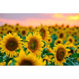 papermoon Fototapete &raquo;Feld der Sonnenblumen&laquo; bunt Vlies B/L: 3m x 2,23m, Bahnen: 6 Stk.