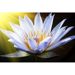 papermoon Fototapete &raquo;Lotus Flower&laquo; glatt bunt Vlies B/L: 2m x 1,49m, Bahnen: 4 Stk.