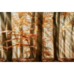 ARCHITECTS PAPER Fototapete &raquo;Rays of Grace&laquo; Vlies, Wand, Schr&auml;ge orange Vlies B/L: 4m x 2,7m