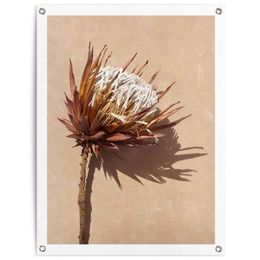 Reinders Poster &raquo;Schattenblume&laquo; Garten - Trockenblumen - Exotisch - Braun - Leinwand - Blumen braun B/H/T: 60cm x 80cm x 0,1cm