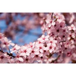 papermoon Fototapete &raquo;Springtime Flowers&laquo; glatt bunt Vlies B/L: 2,5m x 1,86m, Bahnen: 5 Stk.