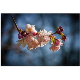 Artland Alu-Dibond-Druck &raquo;Kirschbl&uuml;te im Fr&uuml;hling&laquo; Blumenbilder 1 Stk. tlg. f&uuml;r Innen- und Au&szlig;enbereich geeignet, Outdoorbild blau B/H/T: 60cm x 40cm, Alu-