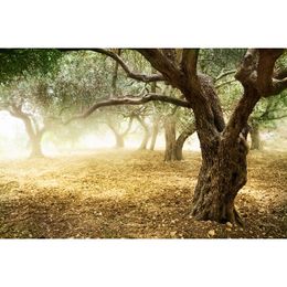papermoon Fototapete &raquo;Old Olive Trees&laquo; glatt bunt Vlies B/L: 2m x 1,49m, Bahnen: 4 Stk.