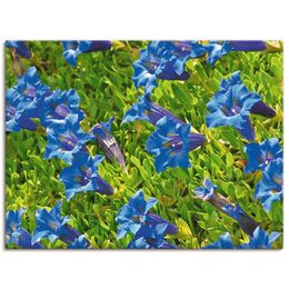 Artland Leinwandbild &raquo;Enzian&laquo; Blumenwiese 1 Stk. tlg. auf Holzrahmen gespannt blau Leinwand B/H/T: 60cm x 45cm, Leinwandbild Blumenwiese Querformat, 1 Stk.