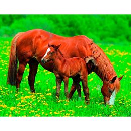 papermoon Fototapete &raquo;Horses&laquo; glatt bunt Vlies B/L: 5m x 2,8m, Bahnen: 10 Stk.