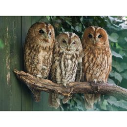 papermoon Fototapete &raquo;Tawny Owls&laquo; glatt bunt Vlies B/L: 4m x 2,6m, Bahnen: 8 Stk.