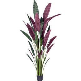 Creativ green K&uuml;nstliche Zimmerpflanze &raquo;Stromanthe Thalia&laquo; mit gr&uuml;n-rotem Blattwerk gr&uuml;n B/H/L: 210cm, 1 Stk.