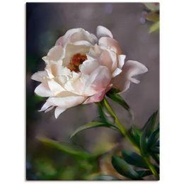 Artland Leinwandbild &raquo;Pfingstrose Vintage&laquo; Blumenbilder 1 Stk. tlg. auf Holzrahmen gespannt pink Leinwand B/H/T: 45cm x 60cm, Leinwandbild Blumenbilder 