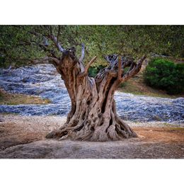 papermoon Fototapete &raquo;Old Olive Tree Trunks&laquo; glatt bunt Vlies B/L: 1,5m x 1,11m, Bahnen: 7 Stk.