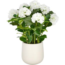 Creativ green Kunstpflanze &raquo;Hortensie&laquo; im eleganten Topf wei&szlig; Kunststoff B/H/L: 70cm, 1 Stk.