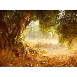 papermoon Fototapete &raquo;Old Olive Tree&laquo; glatt bunt Vlies B/L: 3m x 2,23m, Bahnen: 6 Stk.