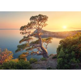 papermoon Fototapete &raquo;Tree Mountain Sunset&laquo; glatt bunt Vlies B/L: 1,5m x 1,11m, Bahnen: 7 Stk.