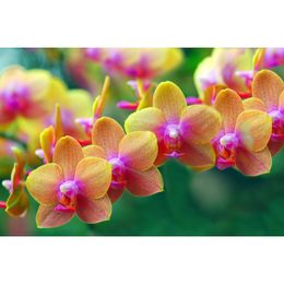 papermoon Fototapete &raquo;Golden Orchids&laquo; glatt bunt Vlies B/L: 1,5m x 1,11m, Bahnen: 7 Stk.